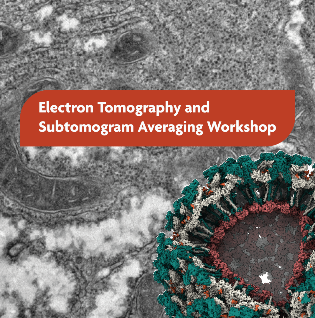 Electron Tomography and Subtomogram Averaging Workshop - LNNano